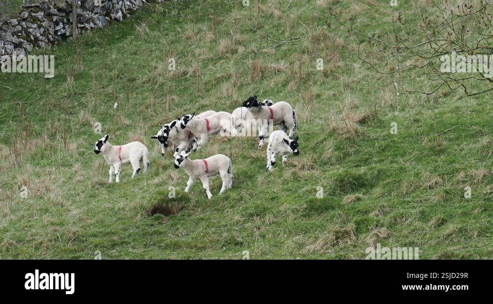Lambs chasing each other on a farm in Austwick, Yorkshire Dales, UK ...
