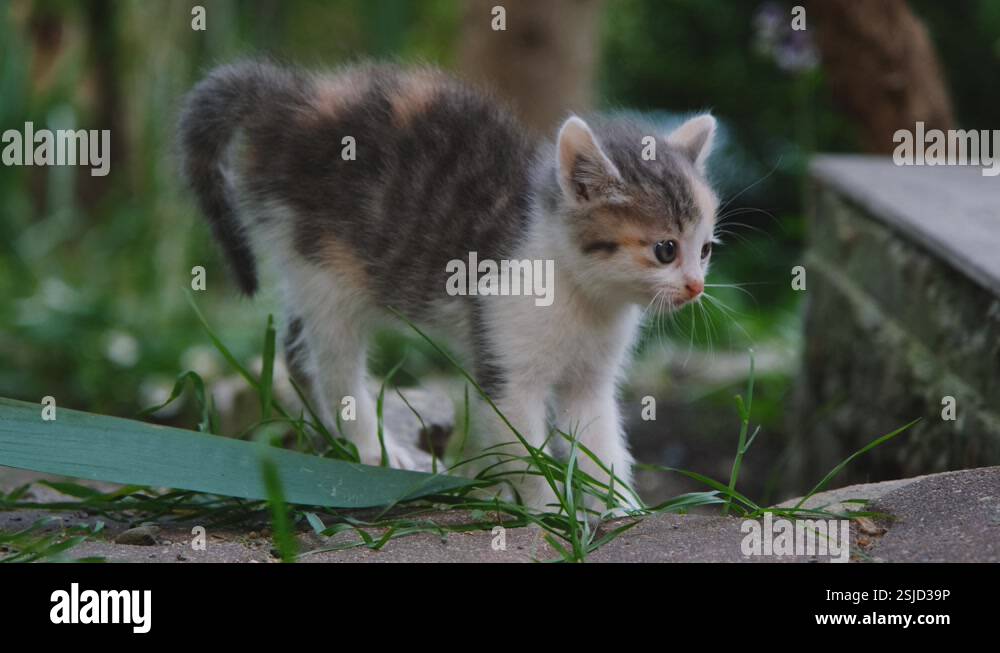 Young street cat on walk scared, hisses and arched back lifting fur up ...