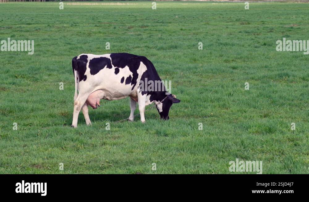 Clip of dairy cattle cows used to produce milk and other dairy products ...