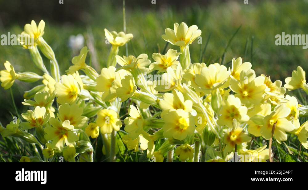 Oxlip; Primula elatior; in Austwick, Yorkshire Dales, UK Stock Video ...