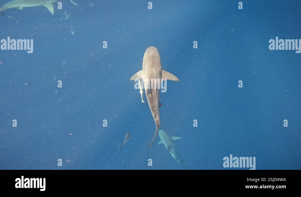 Bull shark swimming in ocean - from above - sun beams reflecting off ...