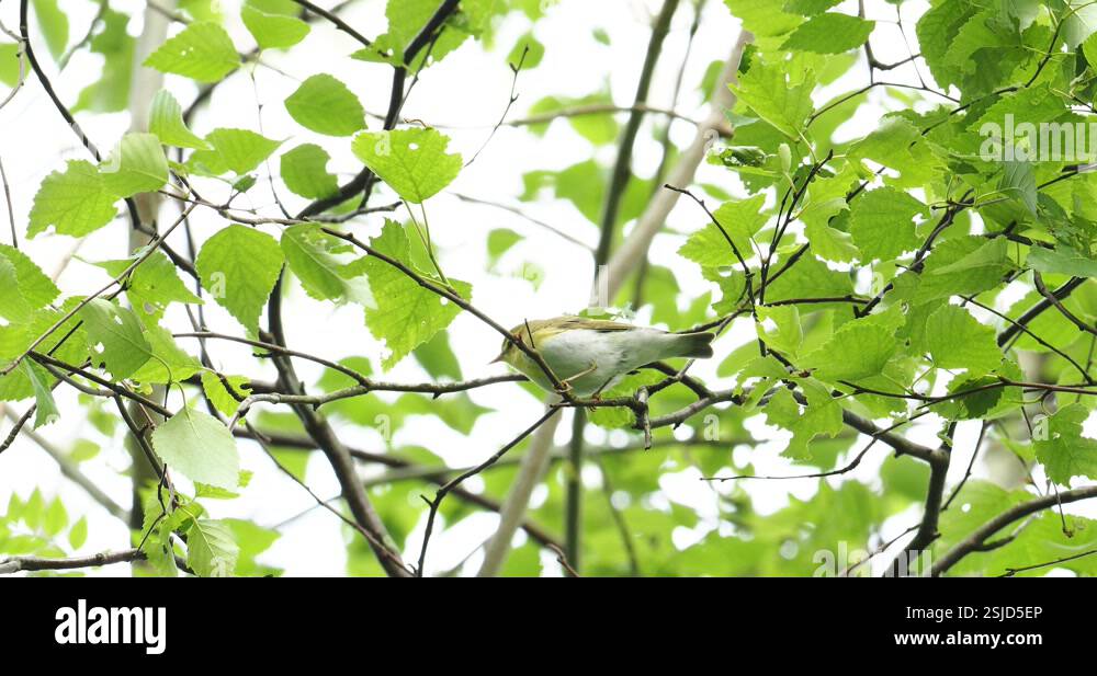 A Wood Warbler; Phylloscopus sibilatrix; pooping in a tree in Ambleside ...