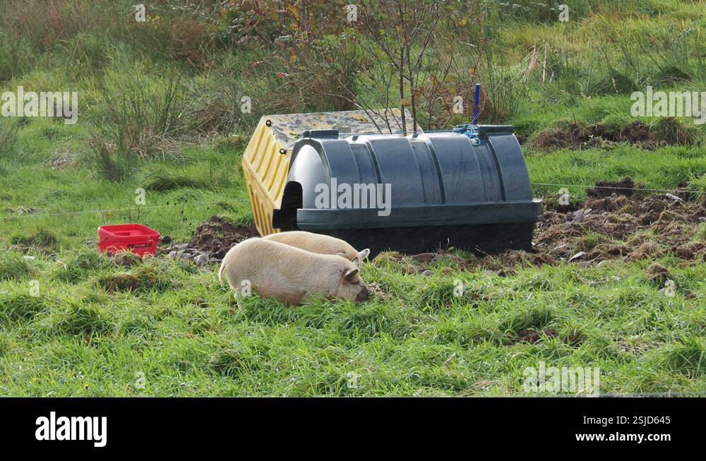 Rare breed pigs being reared on a croft in Broadford, Isle of Skye ...