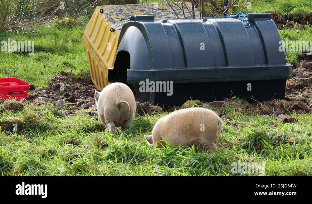 Rare breed pigs being reared on a croft in Broadford, Isle of Skye ...