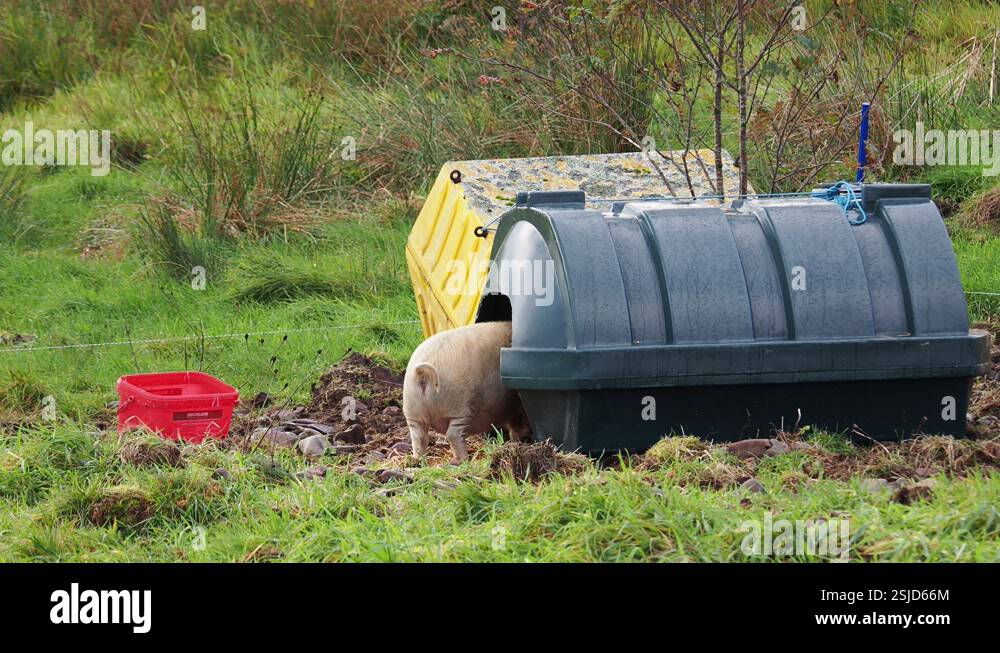 Rare breed pigs being reared on a croft in Broadford, Isle of Skye ...