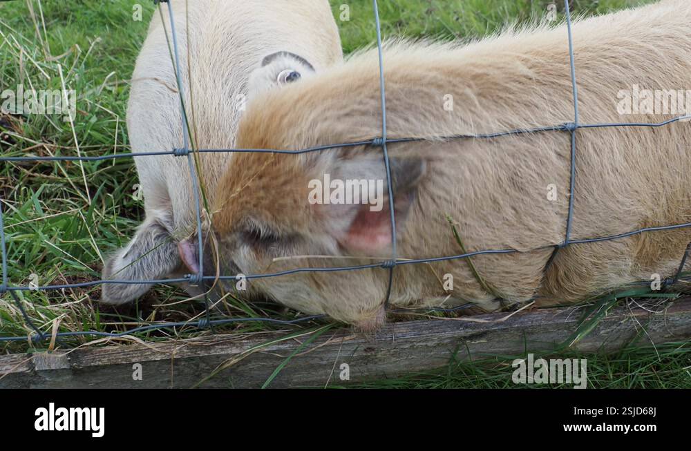 Rare breed pigs on a croft in Broadford, Isle of skye, Scotland, UK ...