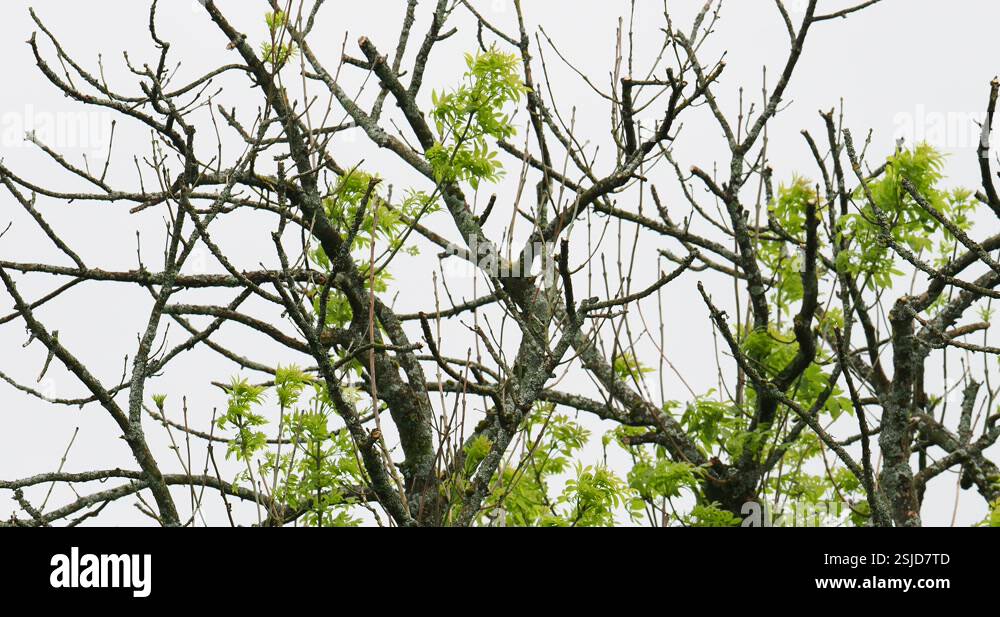 An Ash tree dieing from Ash dieback, Hymenoscyphus fraxineus, in ...