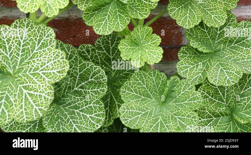A Geranium with two tone leaves at Holehird Gardens, Windermere, Lake ...