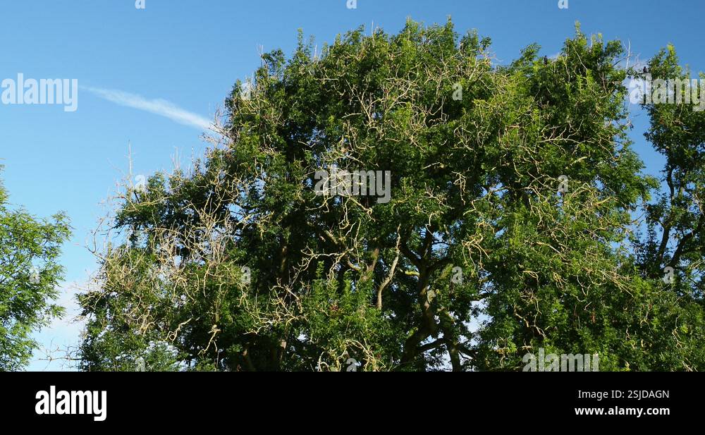 Ash dieback disease tree Stock Videos & Footage - HD and 4K Video Clips ...