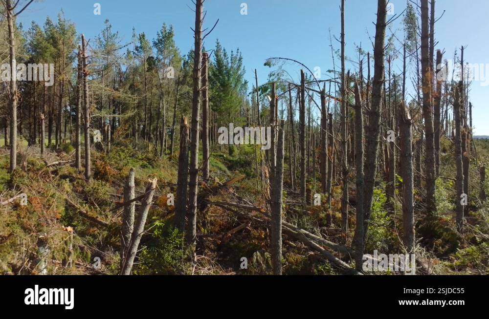 Aerial view over pine trees damaged by cyclone. Natural disasters due ...