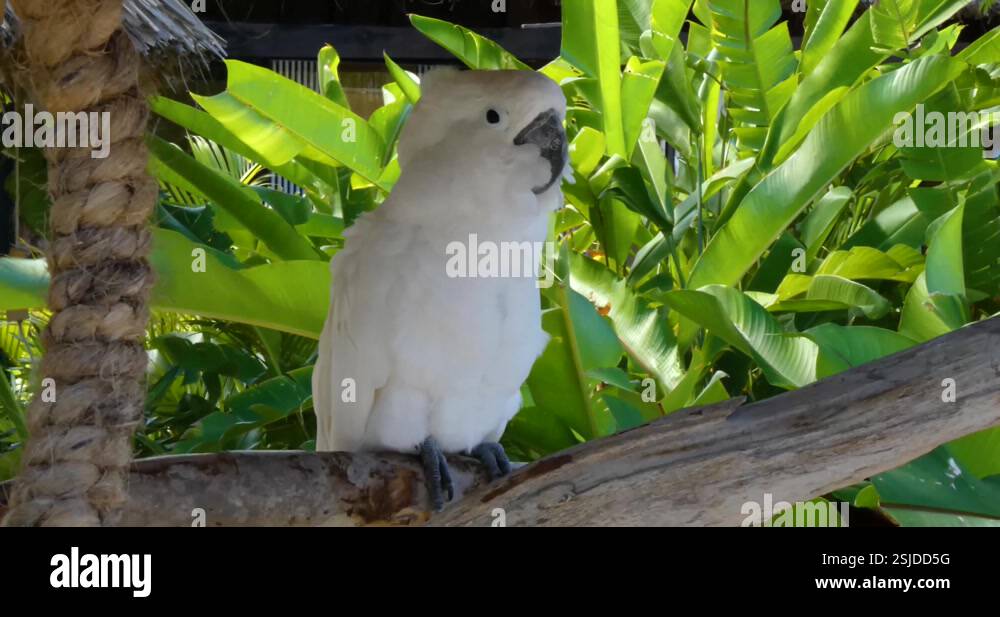 White Cockatoo, Umbrella Cockatoo, standing in Taino Bay, Puerto Plata ...