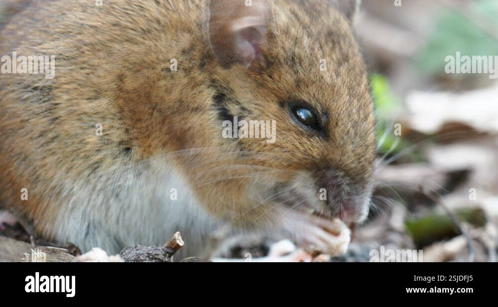 A Wood Mouse, Apodemus sylvaticus feeding on carrion near Quorn ...