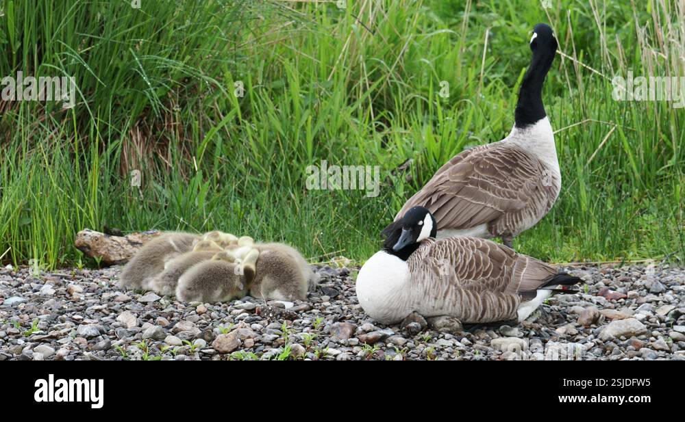Canada geese with goslings in a huddle in Ambleside, Lake District, UK ...