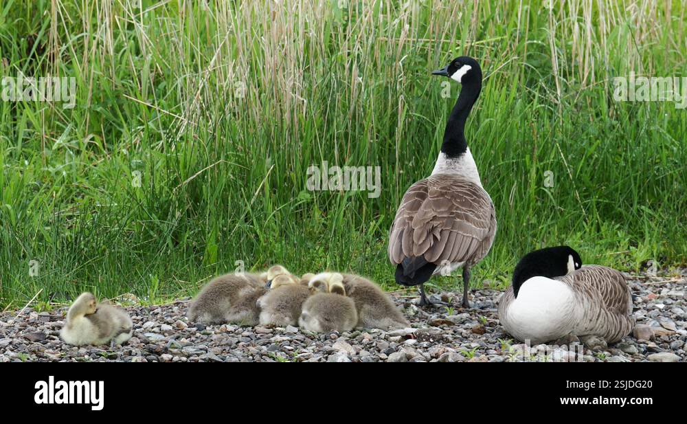Canada geese with goslings in a huddle in Ambleside, Lake District, UK ...
