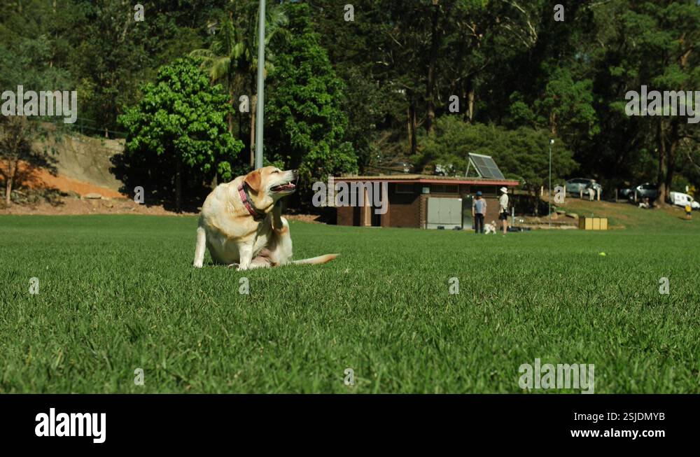 Scratch and park Stock Videos & Footage - HD and 4K Video Clips - Alamy