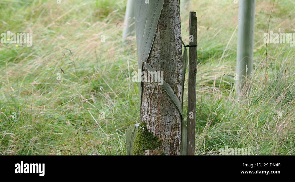 A tree splitting its plastic tree protector as it grows in Austwick in ...