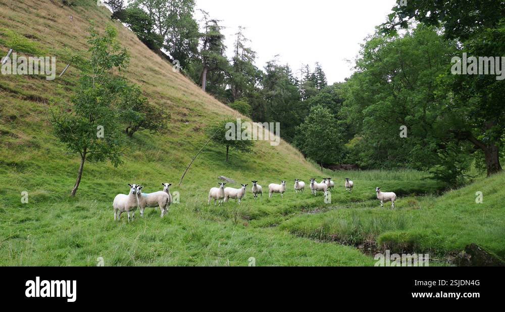 Sheep in a steep valley above Austwick, Yorkshire Dales, UK Stock Video ...
