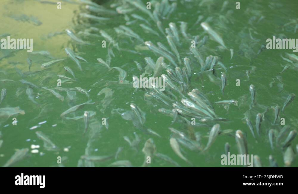 Grey mullet flathead mullet fish Stock Videos & Footage - HD and 4K ...