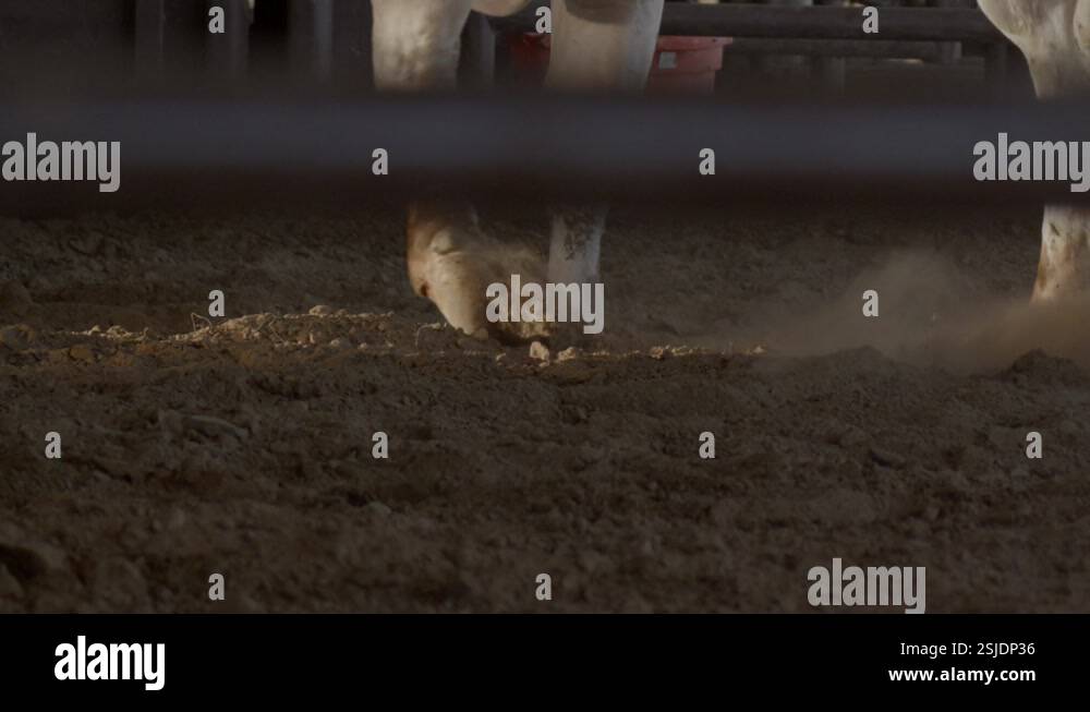 A rank bull's feet kick the dust up into the sunlight inside his pen ...