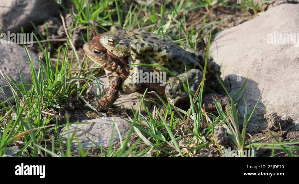 Amphibian mating pair Stock Videos & Footage - HD and 4K Video Clips ...