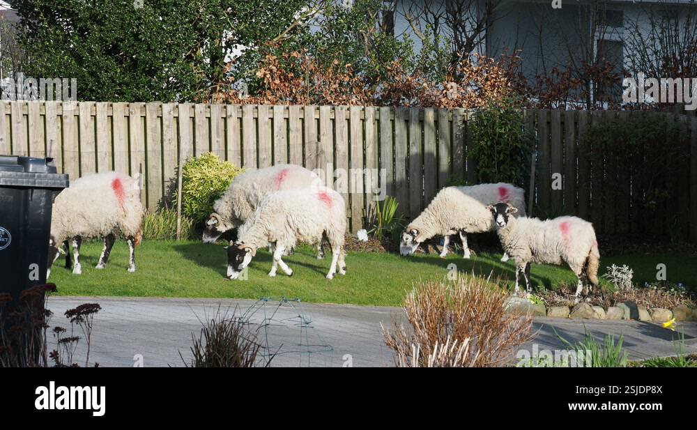A flock of escaped sheep wandering around rads and gardens in Ambleside ...