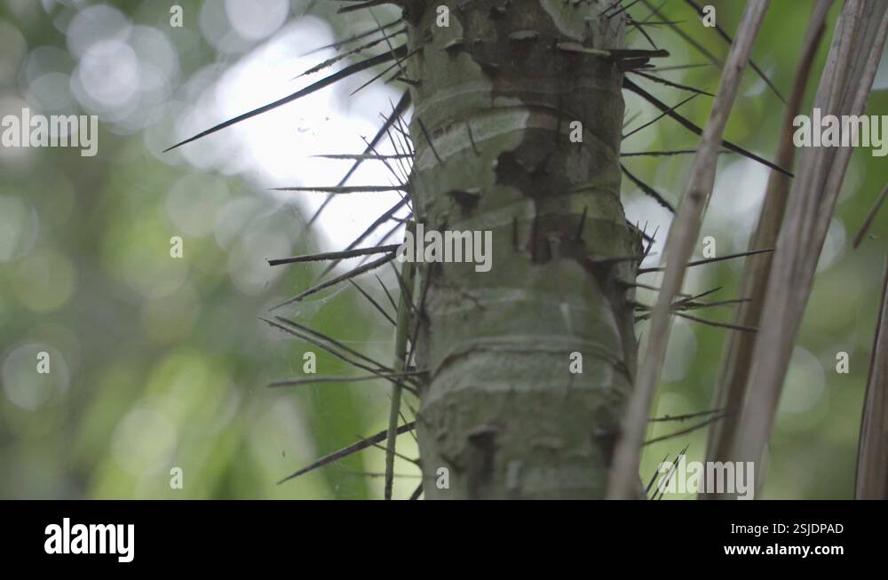 Spikes protruding Stock Videos & Footage - HD and 4K Video Clips - Alamy