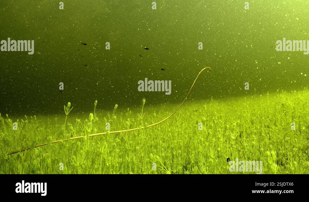 Rear underwater footage of Horsehair worm (Nematomorpha) swimming in a ...