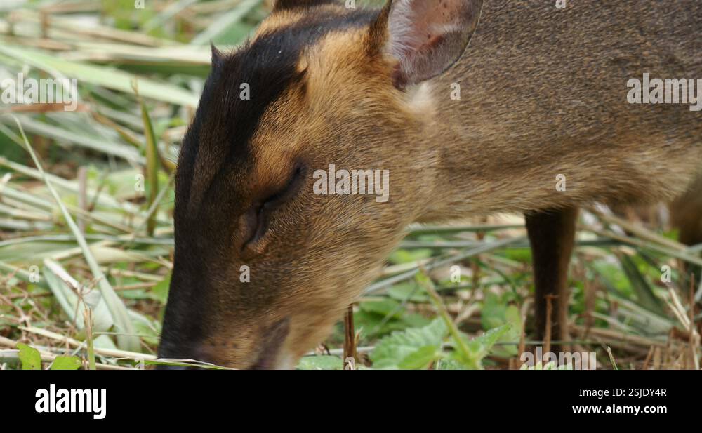 A Muntjak Deer, Muntiacus muntjak, at Titchwell bird reserve, Norfolk ...