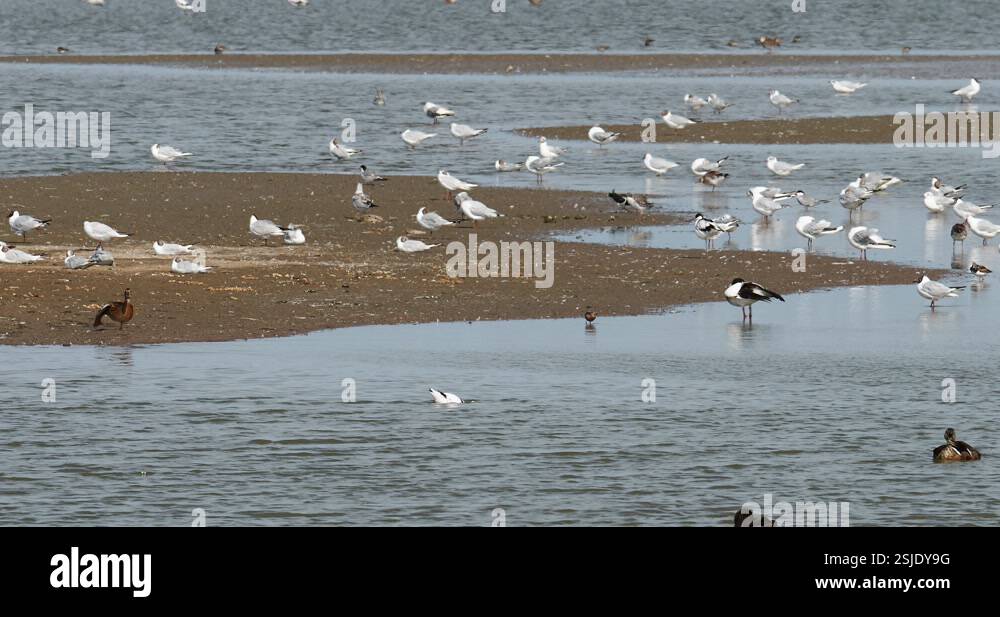 Mixed flock birds Stock Videos & Footage - HD and 4K Video Clips - Alamy