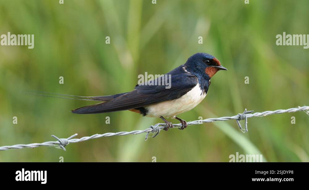 A male Barn Swallow, Hirundo rustica at Cley bird reserve, Norfolk, UK ...