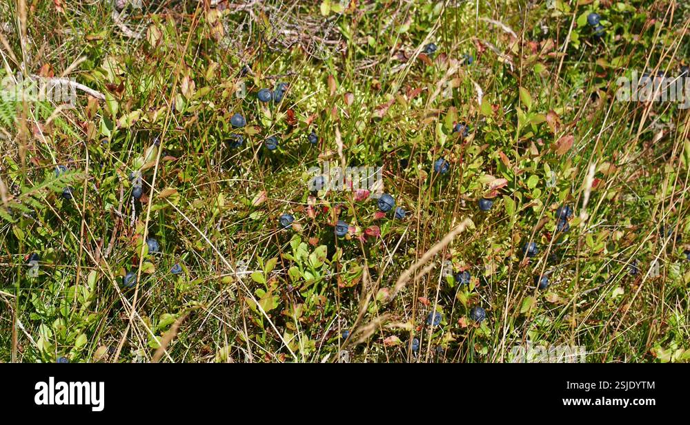Bilberries on Harter Fell, Lake District, UK Stock Video Footage - Alamy