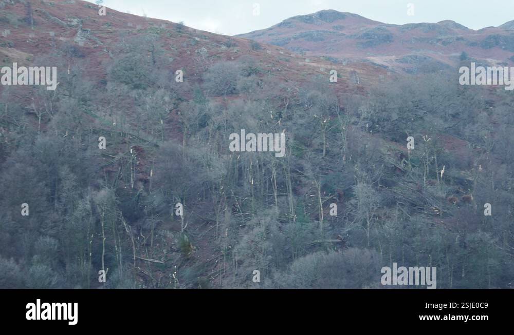 Trees in Ambleside blown over and snapped by Storm Arwen, an extremely ...