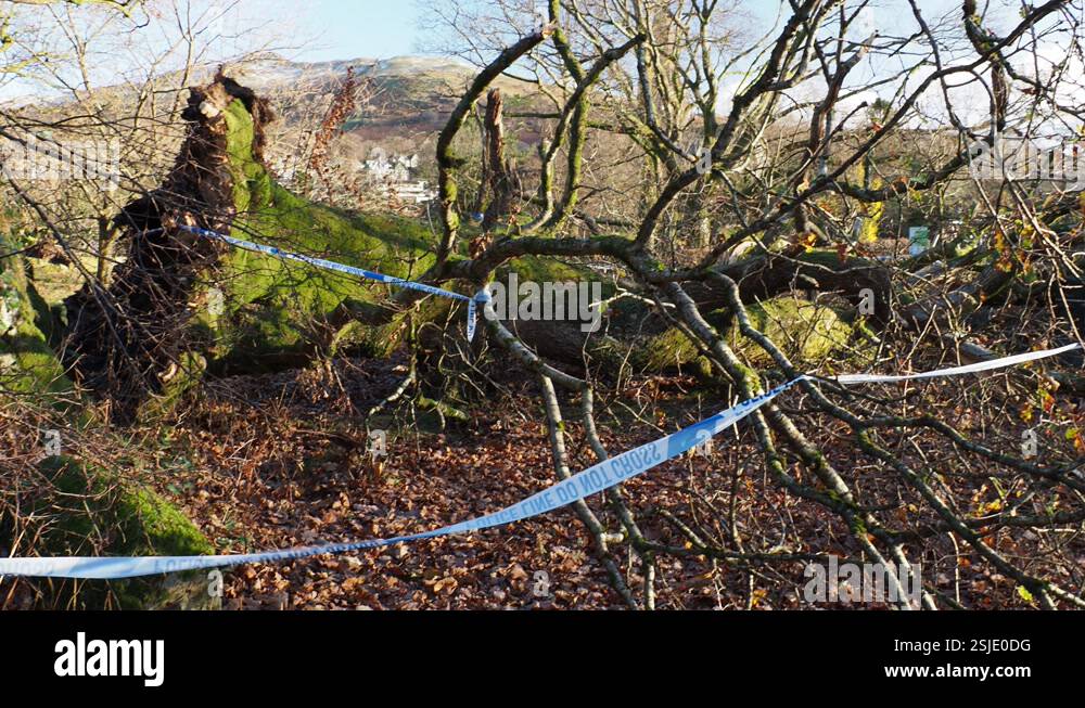 A tree in Ambleside park blown over by Storm Arwen, an extremely ...