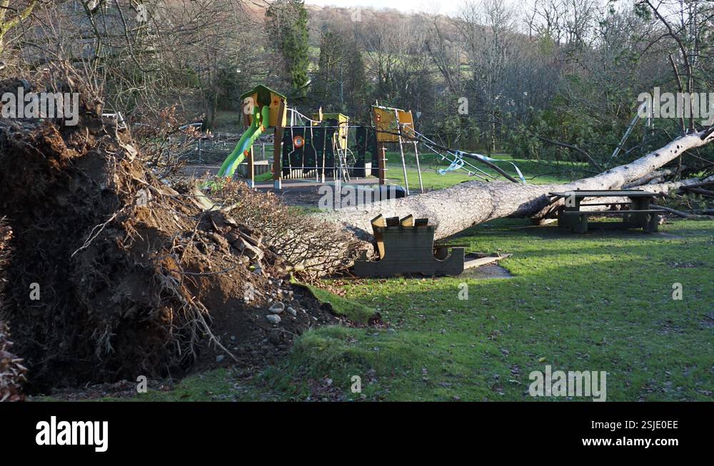 A tree in Ambleside park blown over by Storm Arwen, an extremely ...