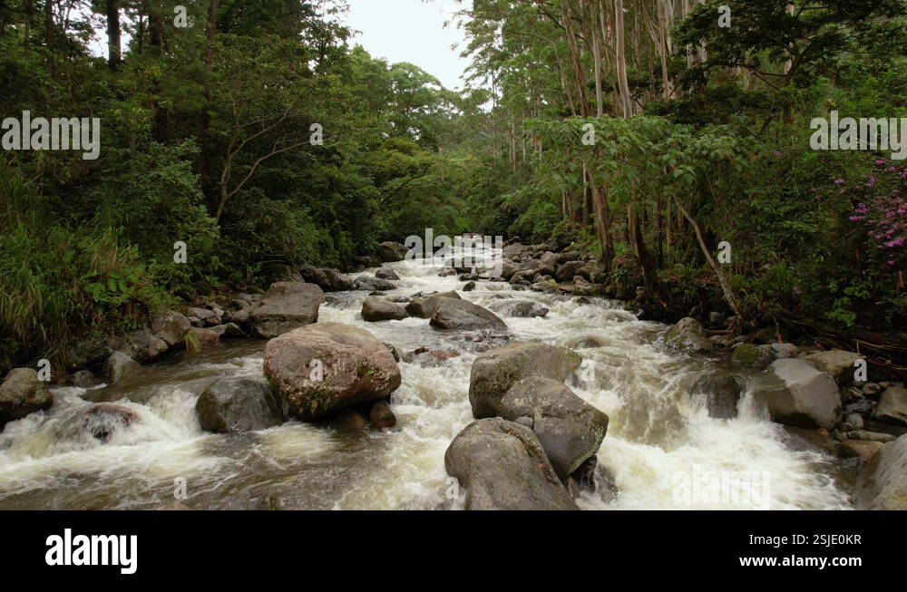 AERIAL: Running water of Caldera River in rocky riverbed among lush ...