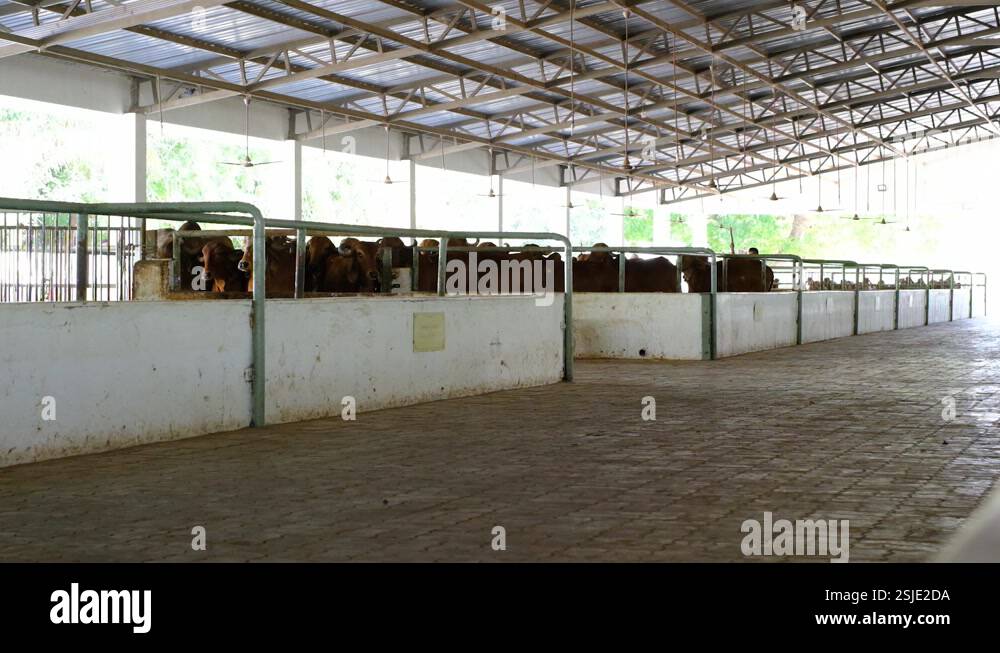 extreme wide angle view of Indian cattle farm, too many gir cow breed ...