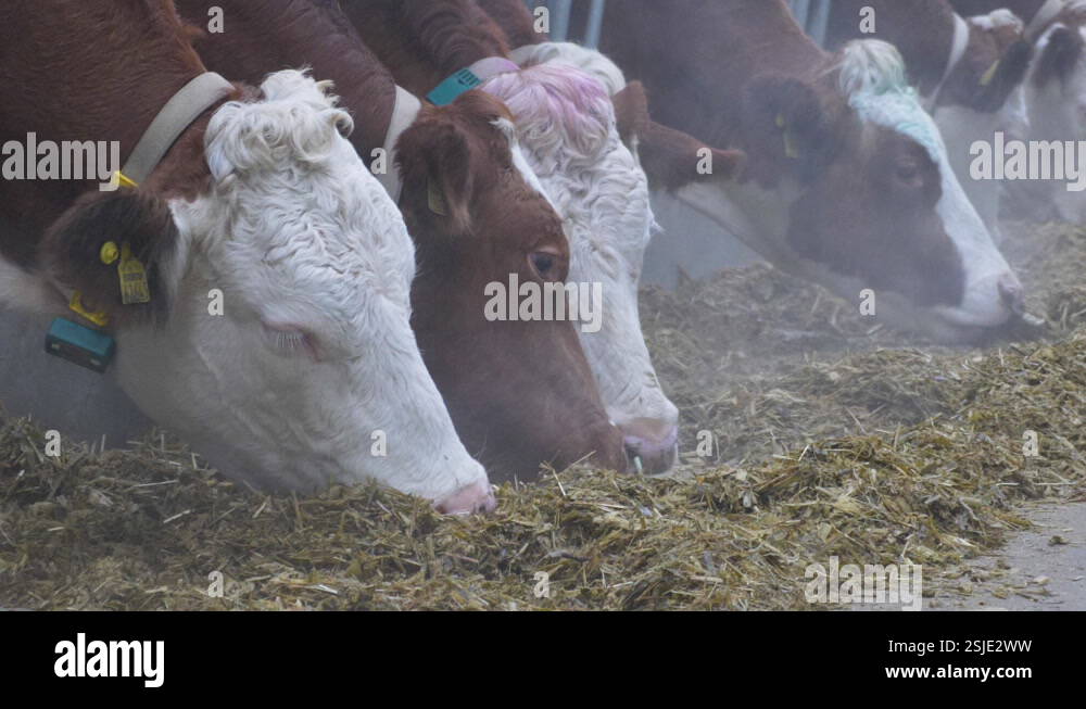 Simmental breeding Stock Videos & Footage - HD and 4K Video Clips - Alamy