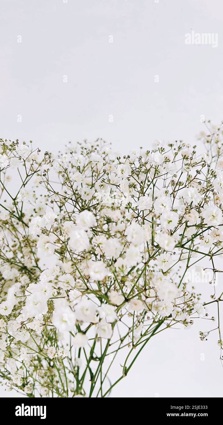 White herb Stock Videos & Footage - HD and 4K Video Clips - Alamy