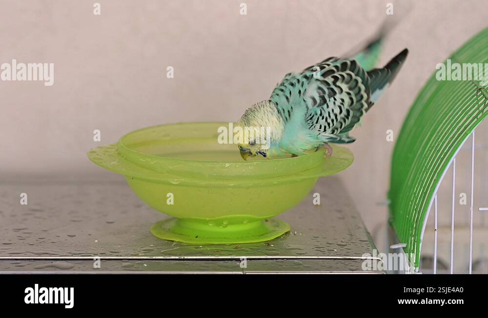 Budgie water Stock Videos & Footage - HD and 4K Video Clips - Alamy
