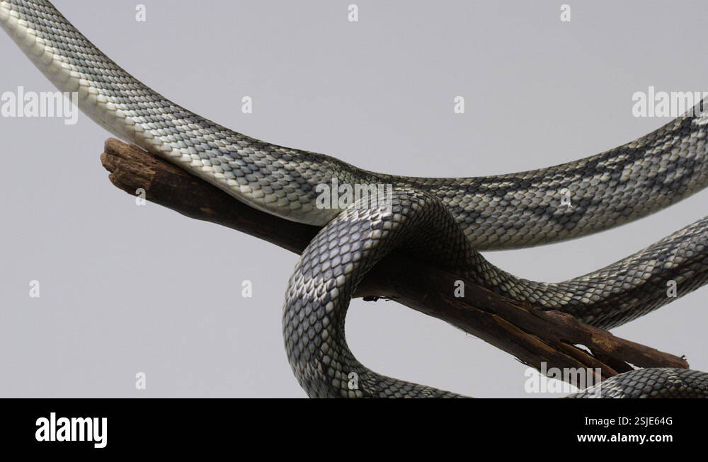 Vietnamese Blue Beauty Snake body wrapped around tree branch isolated ...