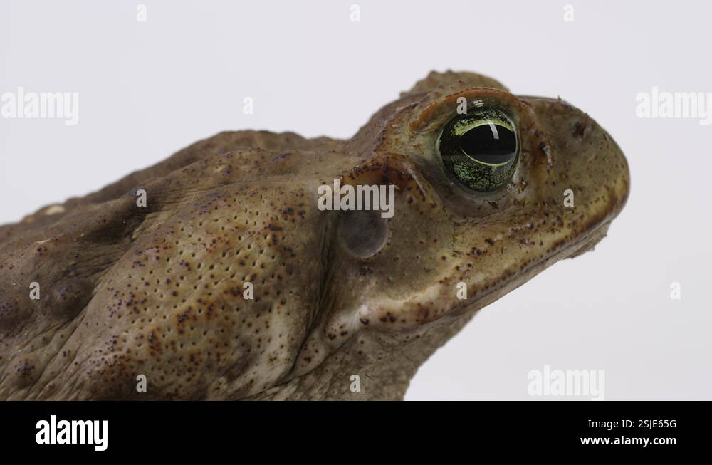Cane Toad Marine Toad - close up on face side profile with bugs ...