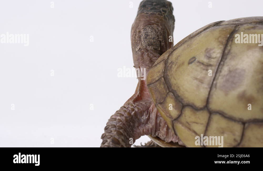 Common box turtle sticking out long neck and looking around - tilt up ...