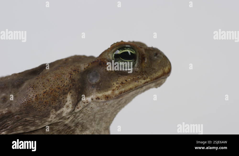 Cane Toad Marine Toad side profile - rack focus as he hops off screen ...