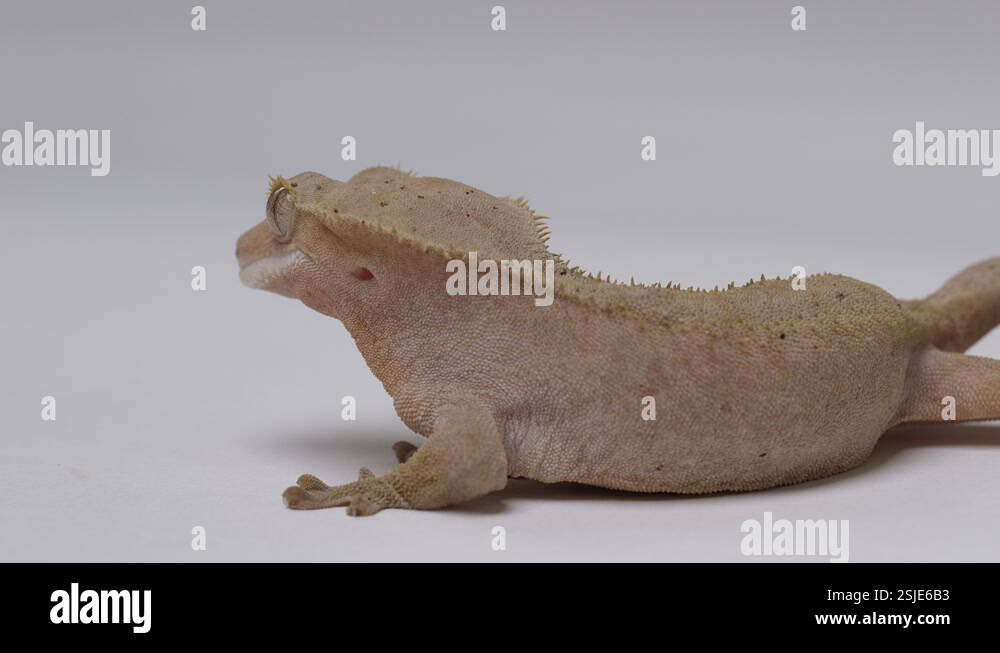 Crested gecko isolated on white background - viewing geckos head crest ...