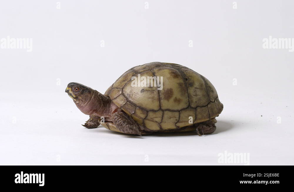 Common box turtle - side profile on white background Stock Video ...