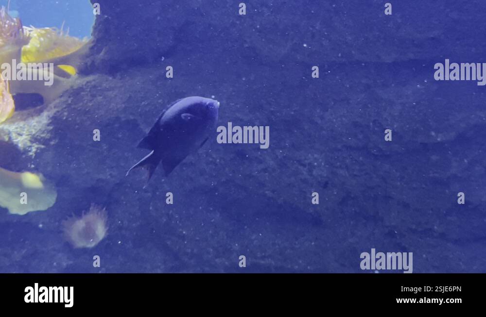 beautiful dark fish swims in the mediterranean sea in front of a stones ...