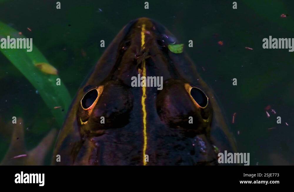 Overhead Extreme close up of a spider on brown frog's head in water ...