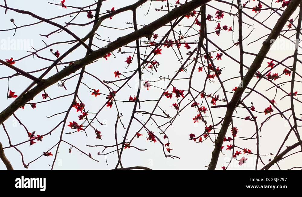Branches from a red silk cotton shimul flower tree in Bengali Stock ...