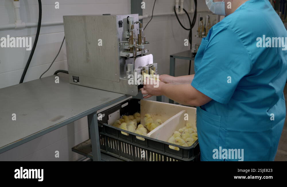 Debeaking machine cutting the beaks of the little birds livestock at ...