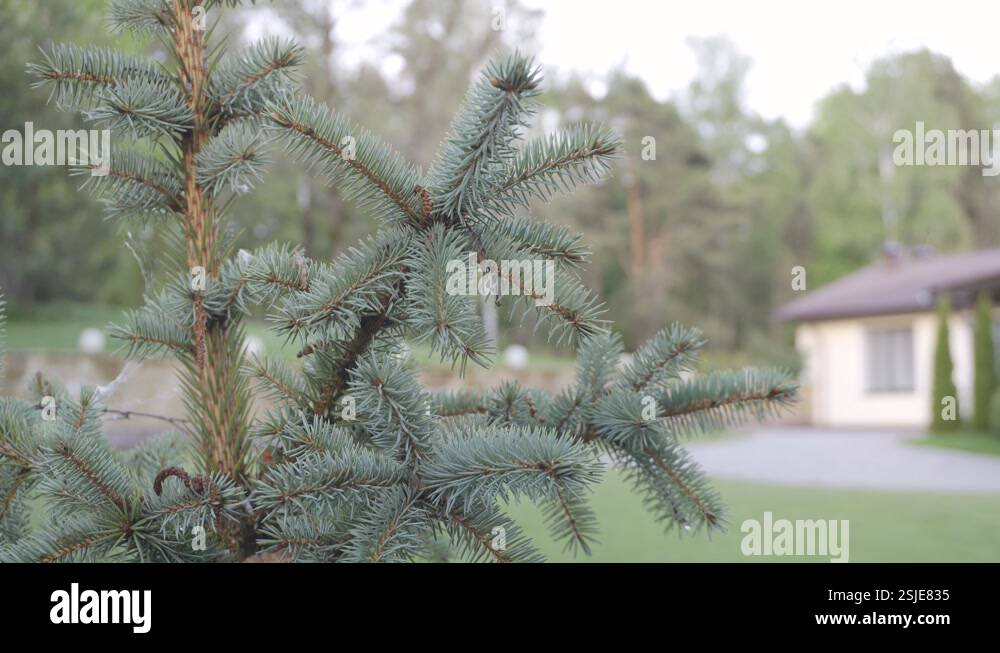 Branches of blue spruce, shrouded in web of pests, on lawn of private ...